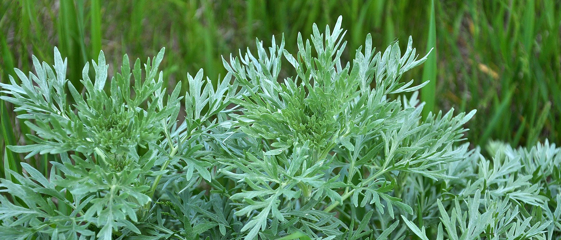 Absinthe, amère et tonifiante | Weleda®