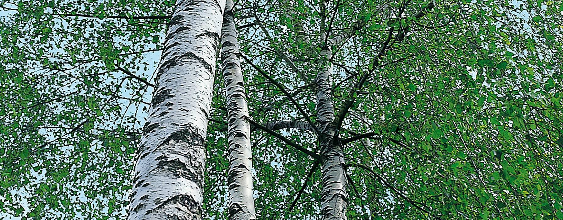 Planter un arbre pour le bébé | Weleda® - Weleda