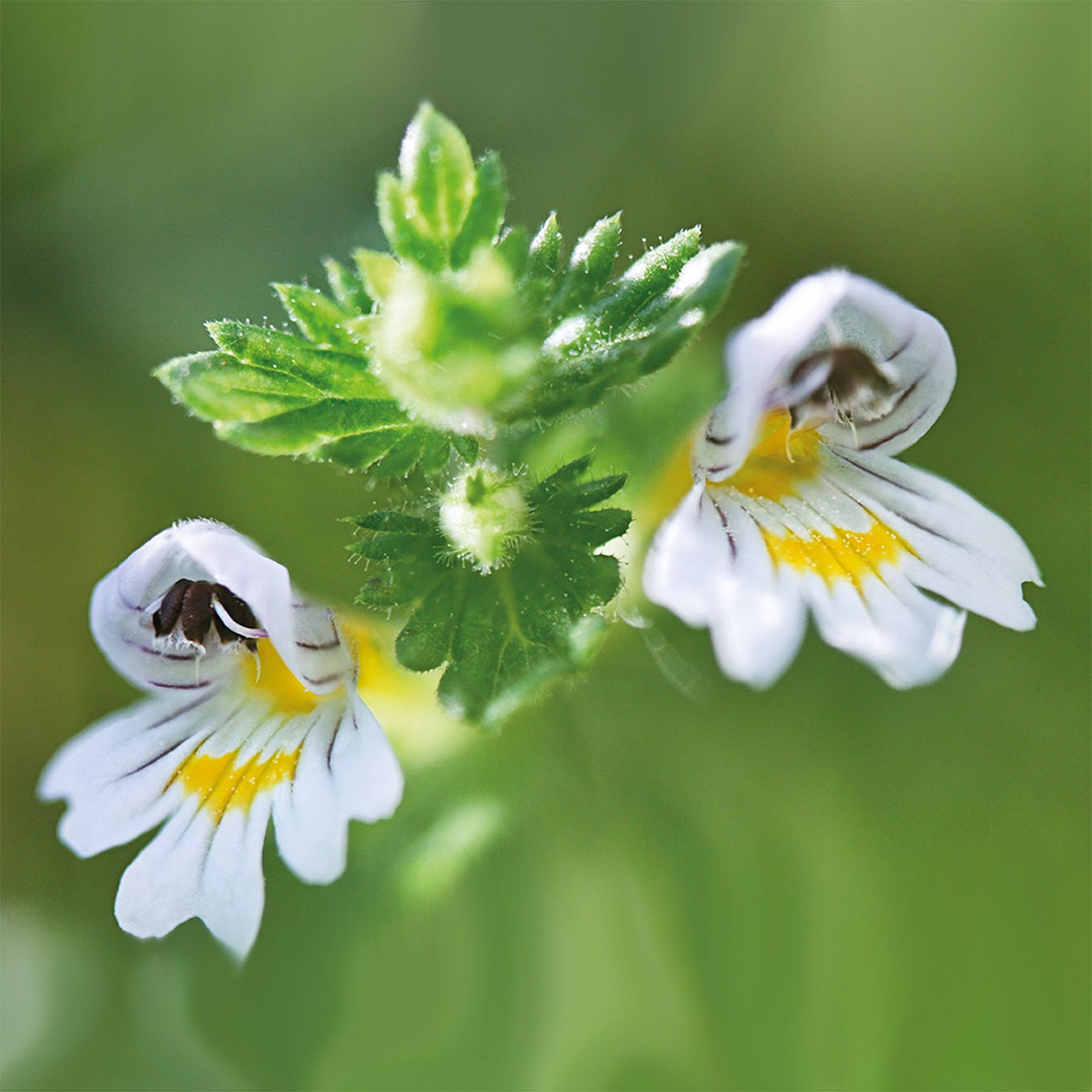 Gerstenkorn – Entstehung, Symptome & Behandlung | W - Weleda