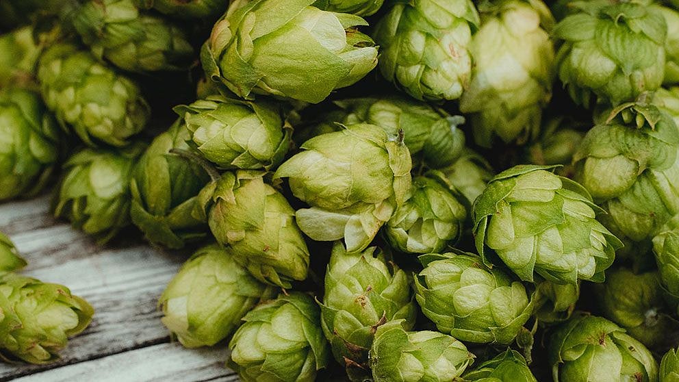 Hopfen – beruhigend und schlaffördernd