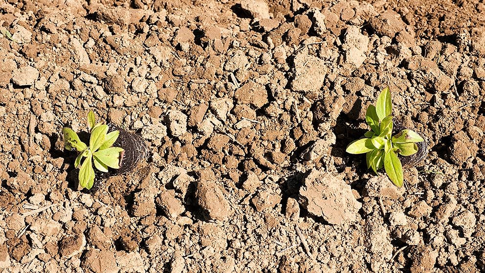 Comment reconnaître un sol sain